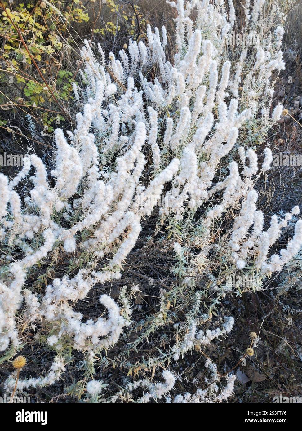 Winterfat (Krascheninnikovia lanata Stock Photo - Alamy