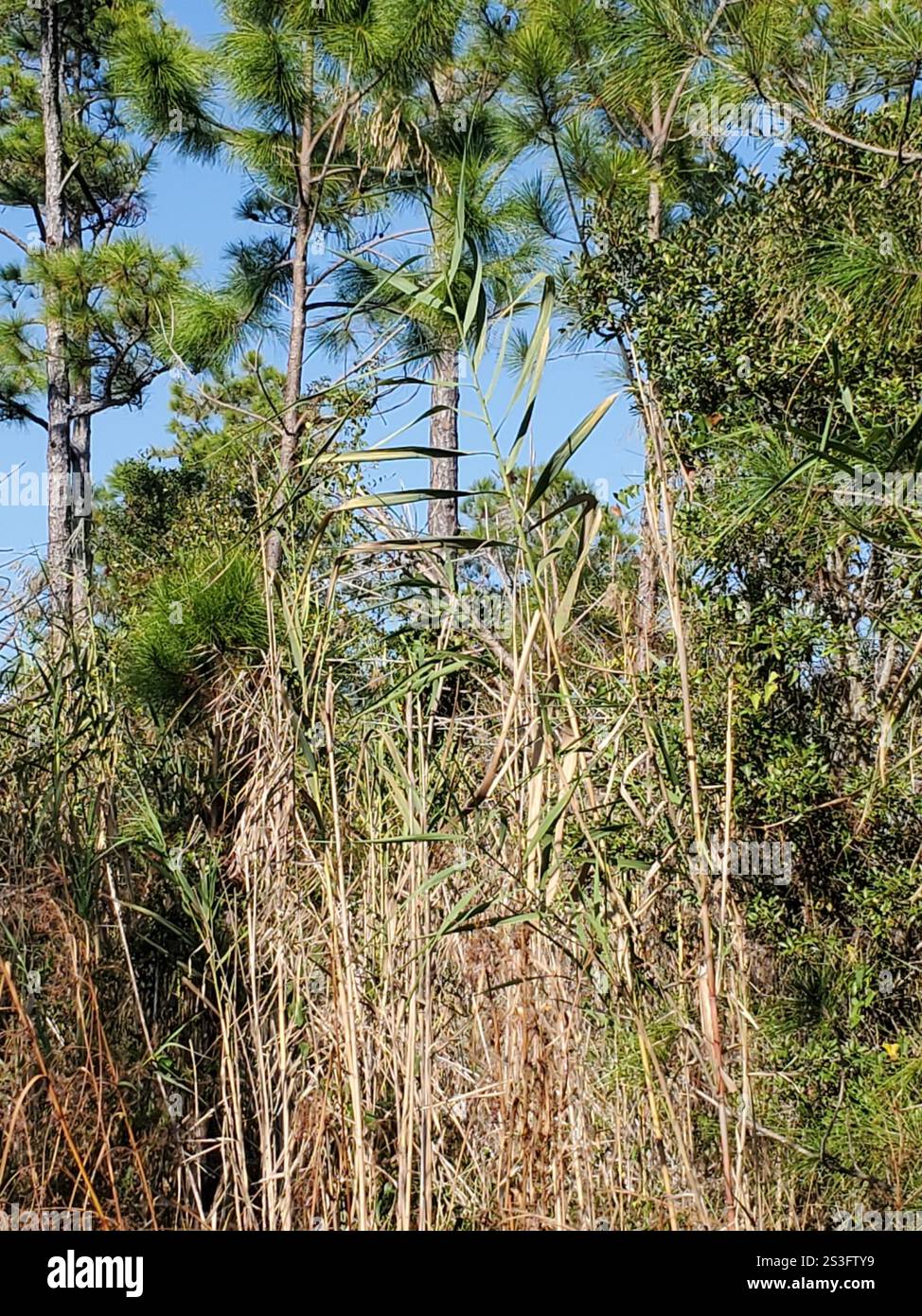 giant reed (Arundo donax Stock Photo - Alamy