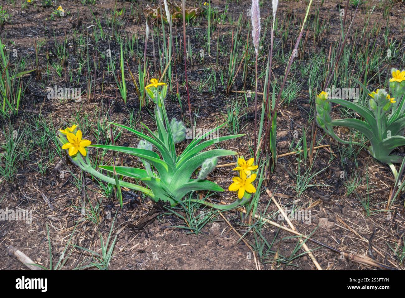 (Hypoxis hemerocallidea), African star grass Wild flowers during spring ...