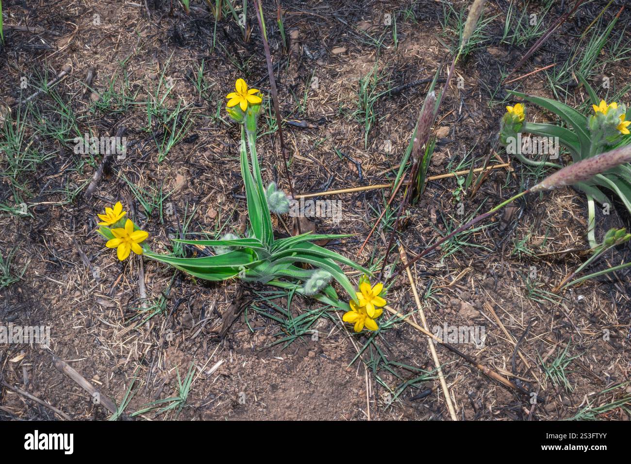(Hypoxis hemerocallidea), African star grass Wild flowers during spring ...