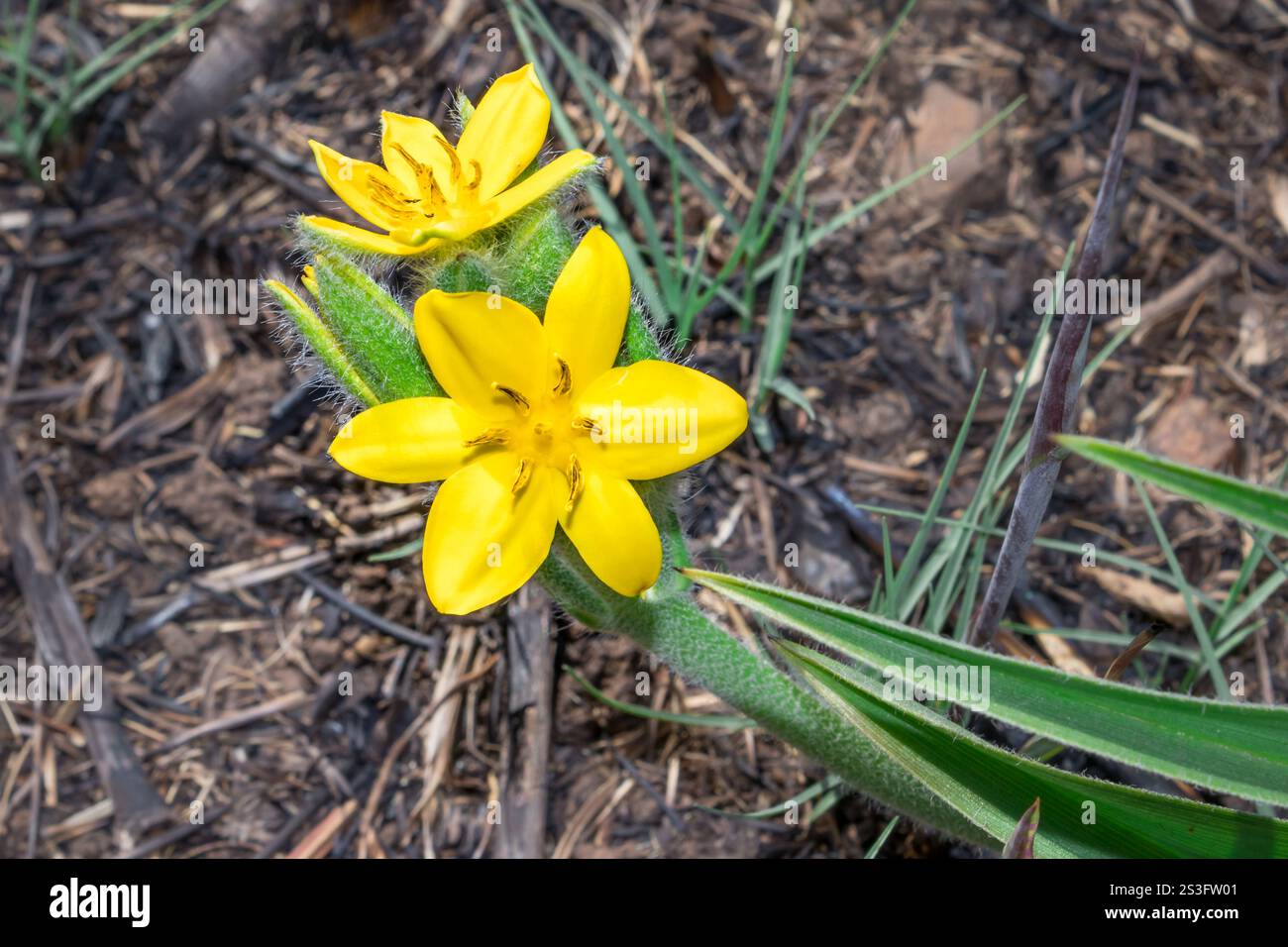 (Hypoxis hemerocallidea), African star grass Wild flowers during spring ...