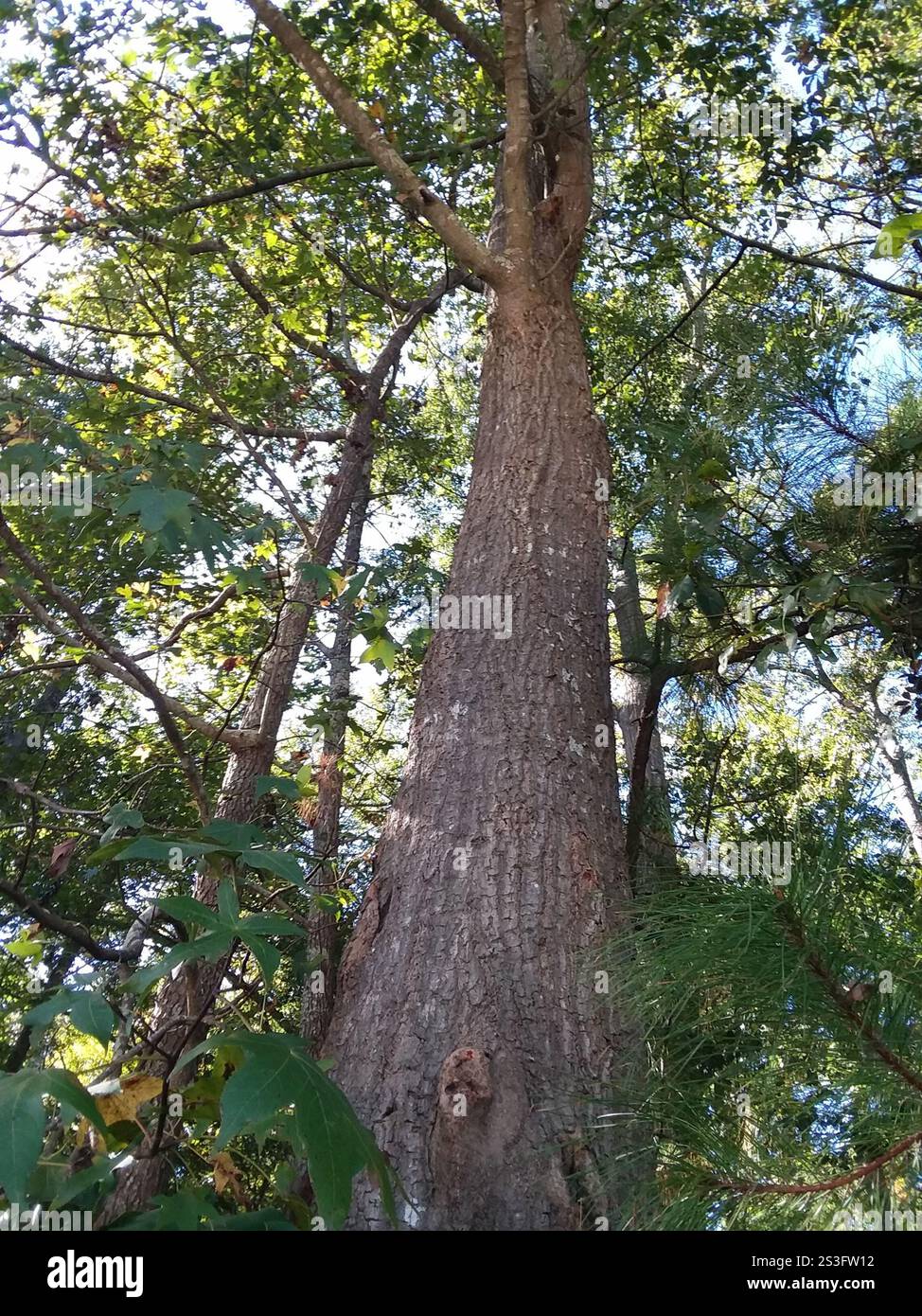water oak (Quercus nigra Stock Photo - Alamy