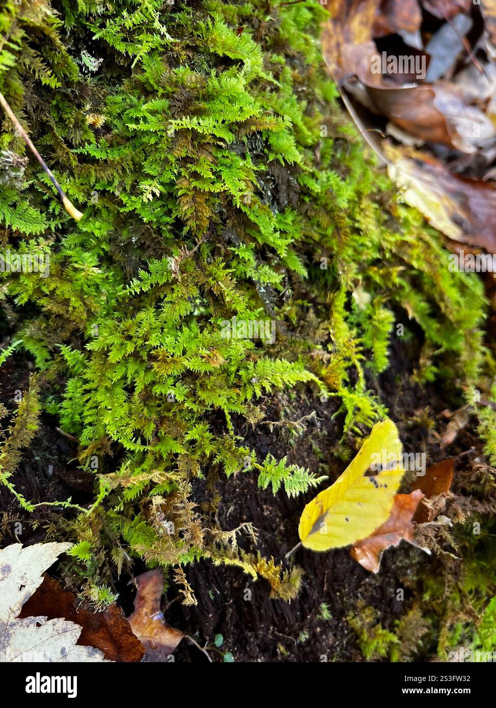 Delicatulum hi-res stock photography and images - Alamy