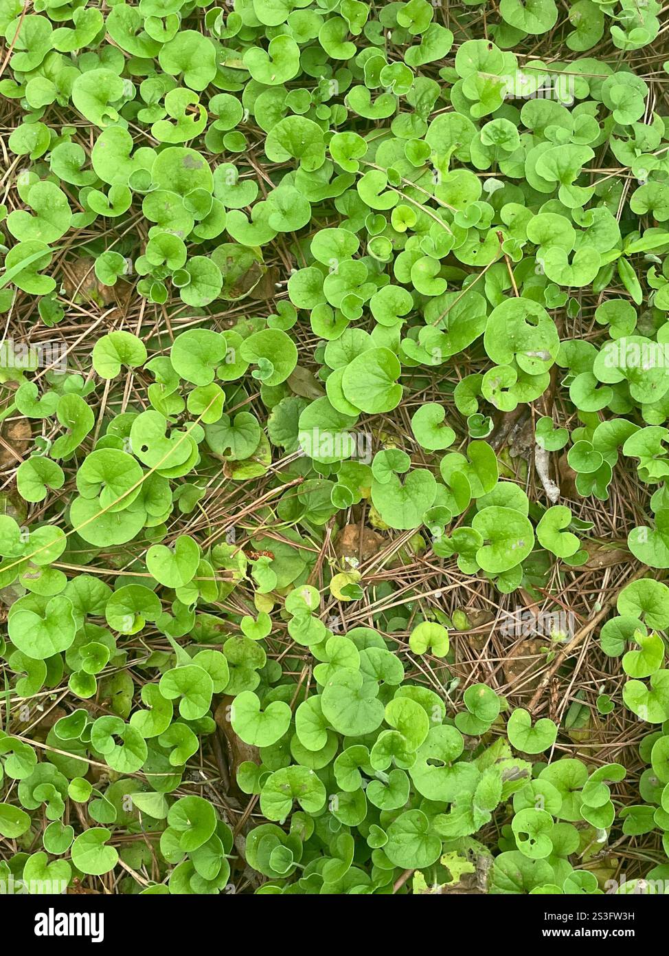 kidney weed (Dichondra repens Stock Photo - Alamy