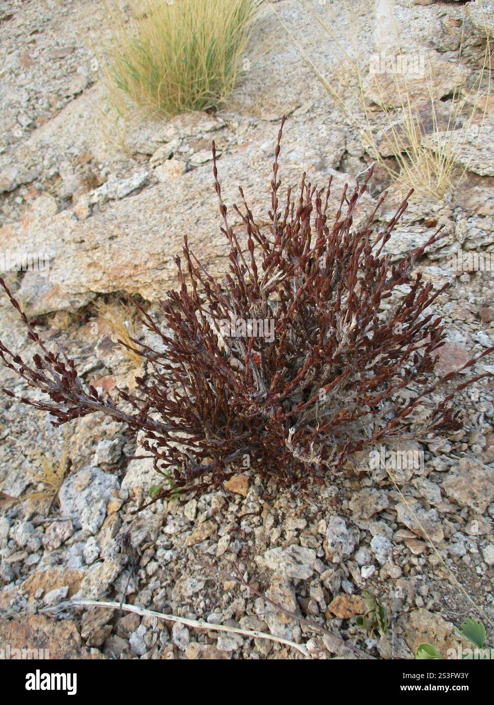 Resurrection Plant (Myrothamnus flabellifolius Stock Photo - Alamy