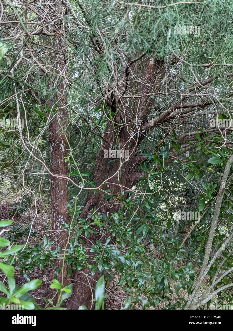 Southern Redcedar (Juniperus virginiana silicicola Stock Photo - Alamy
