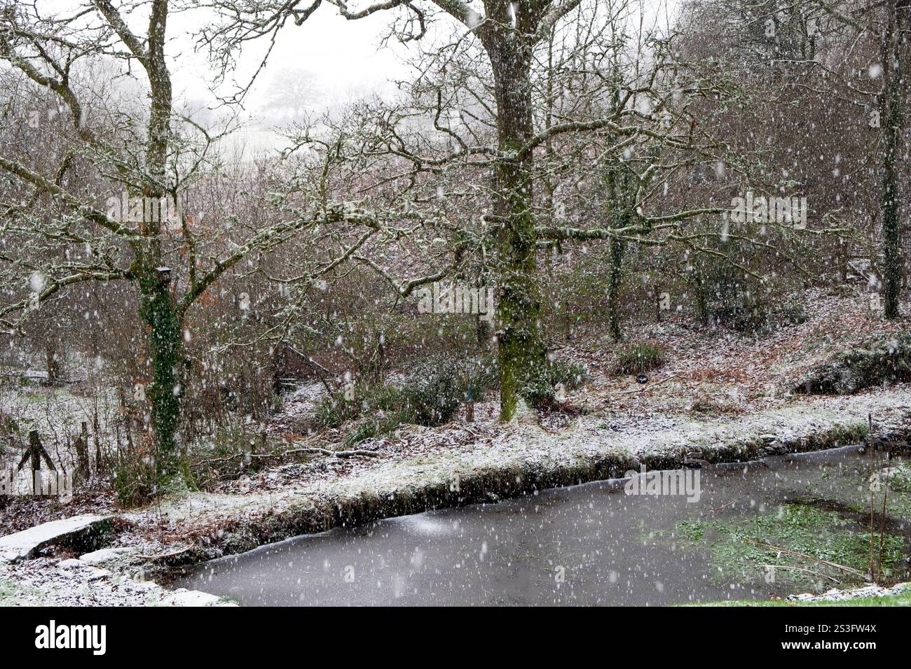 Snow snowflakes fall falling on a garden pond in freezing cold snowy ...