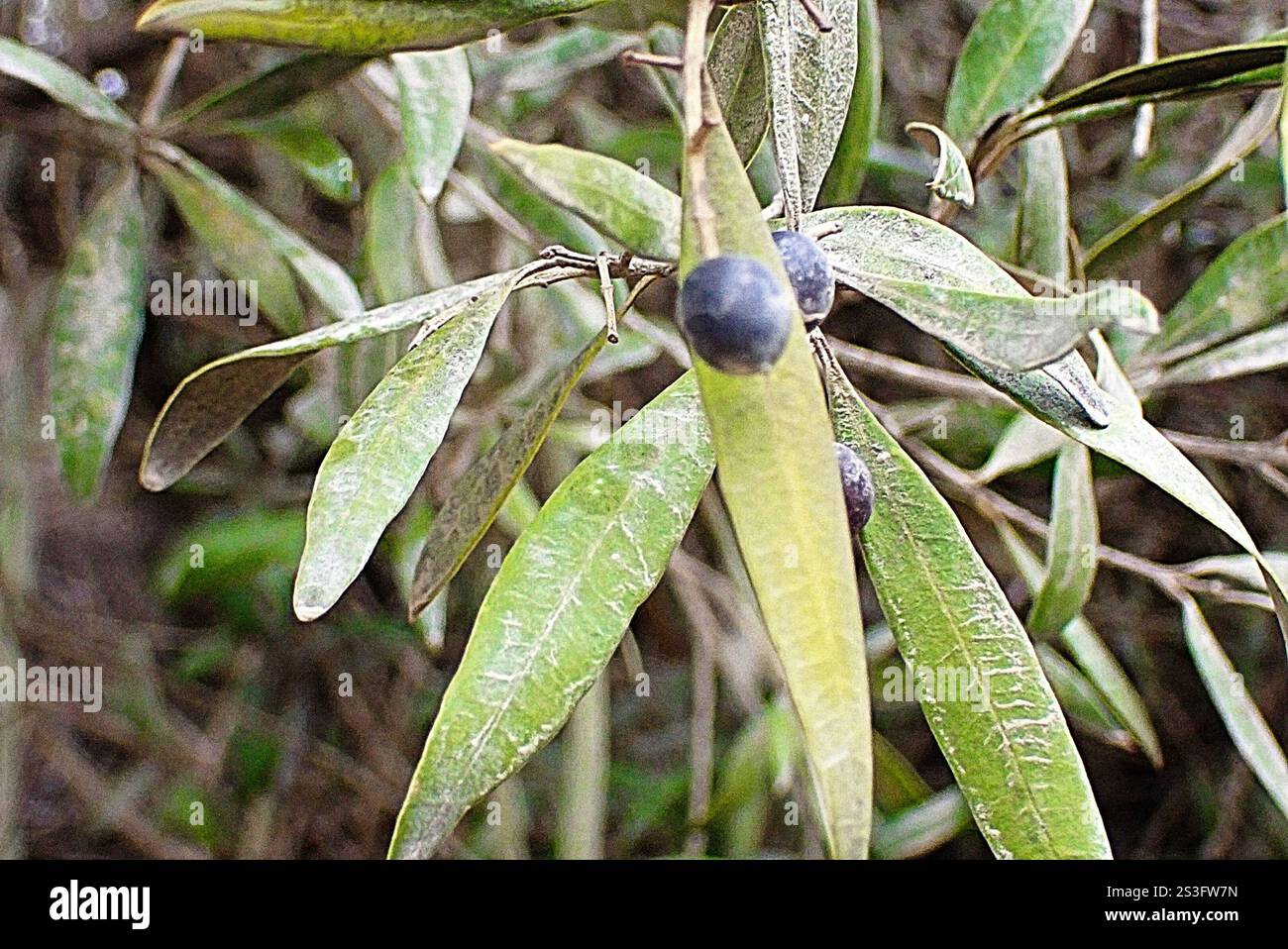 African Olive (Olea europaea africana Stock Photo - Alamy