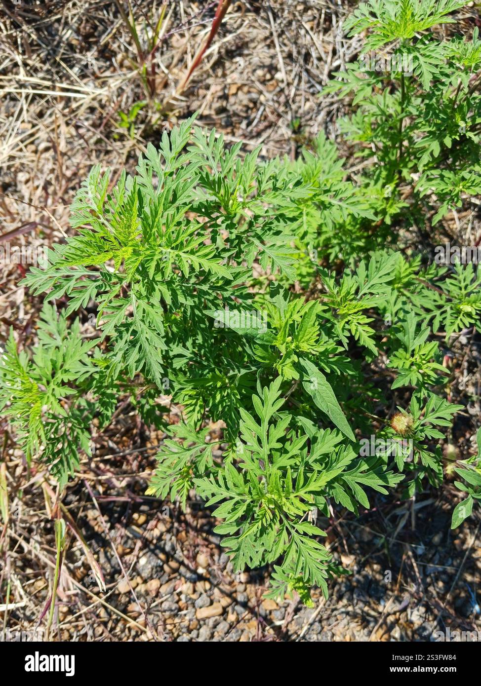 common ragweed (Ambrosia artemisiifolia Stock Photo - Alamy