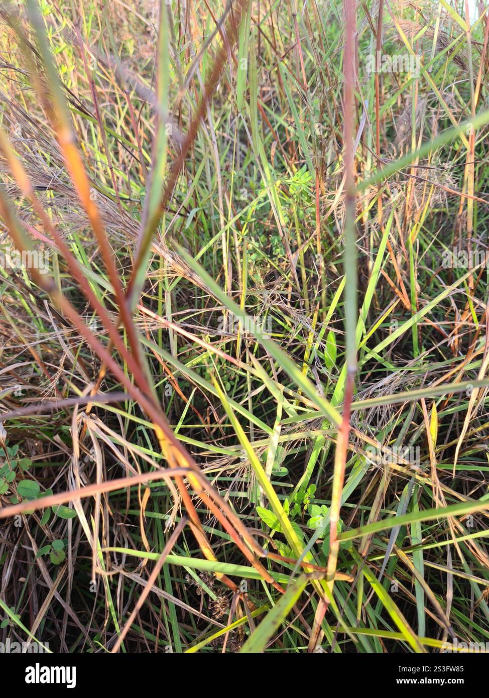 grasses, sedges, cattails, and allies (Poales Stock Photo - Alamy