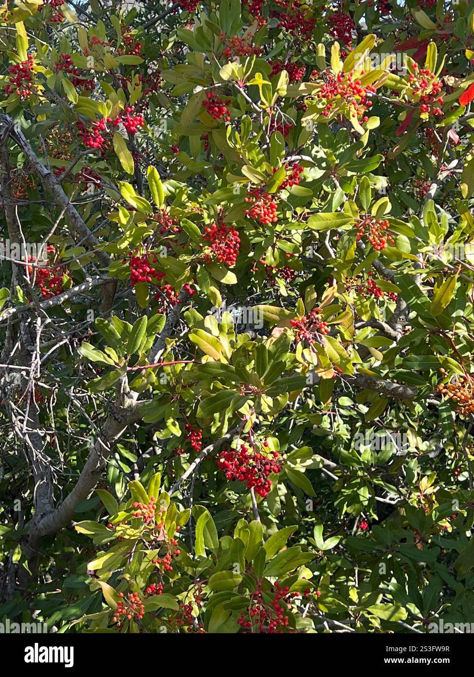 Toyon (Heteromeles arbutifolia Stock Photo - Alamy