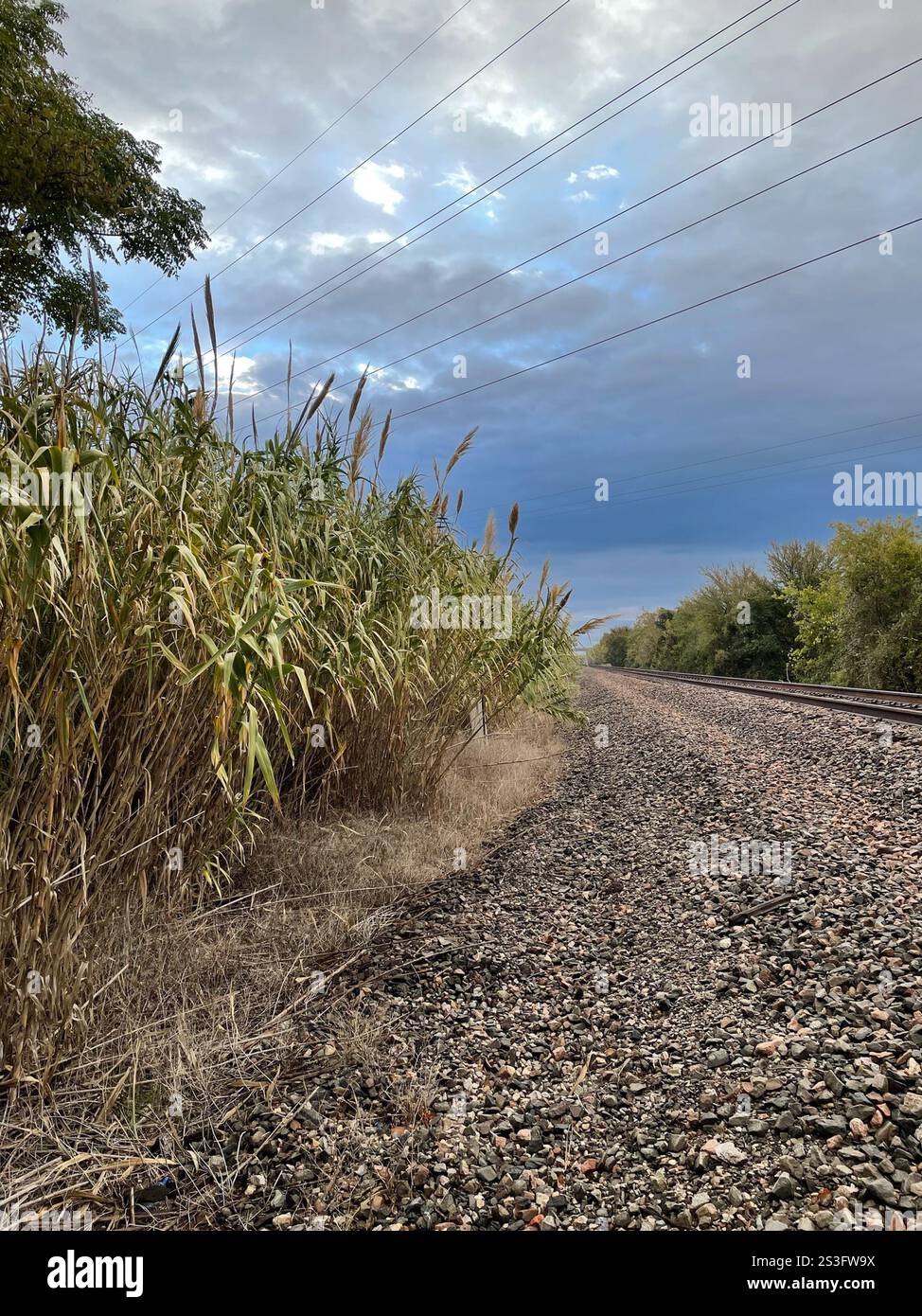 giant reed (Arundo donax Stock Photo - Alamy