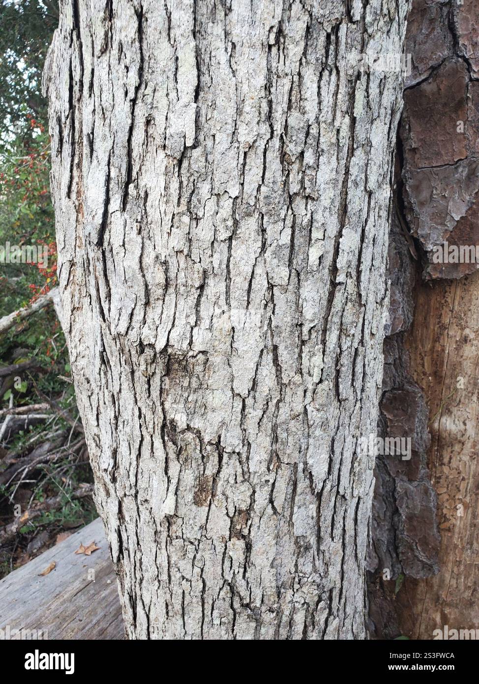 swamp chestnut oak (Quercus michauxii Stock Photo - Alamy