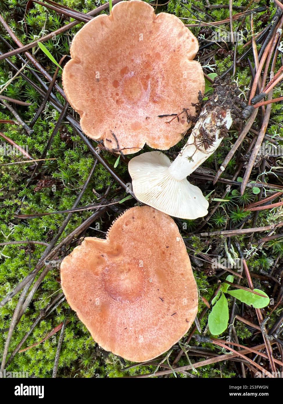 Common Milkcaps (Lactarius Stock Photo - Alamy