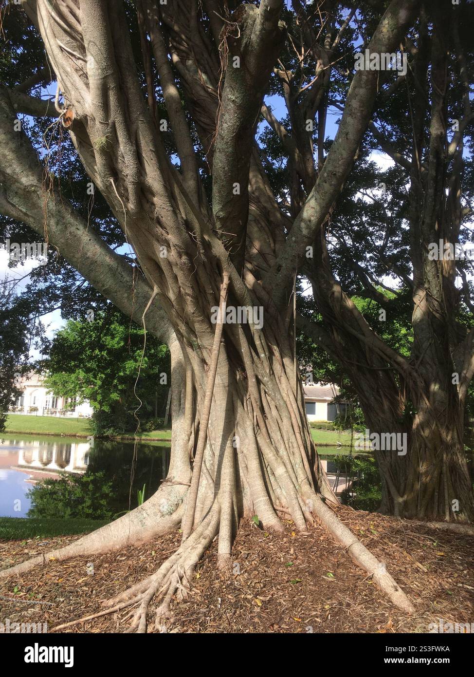 Chinese banyan (Ficus microcarpa Stock Photo - Alamy