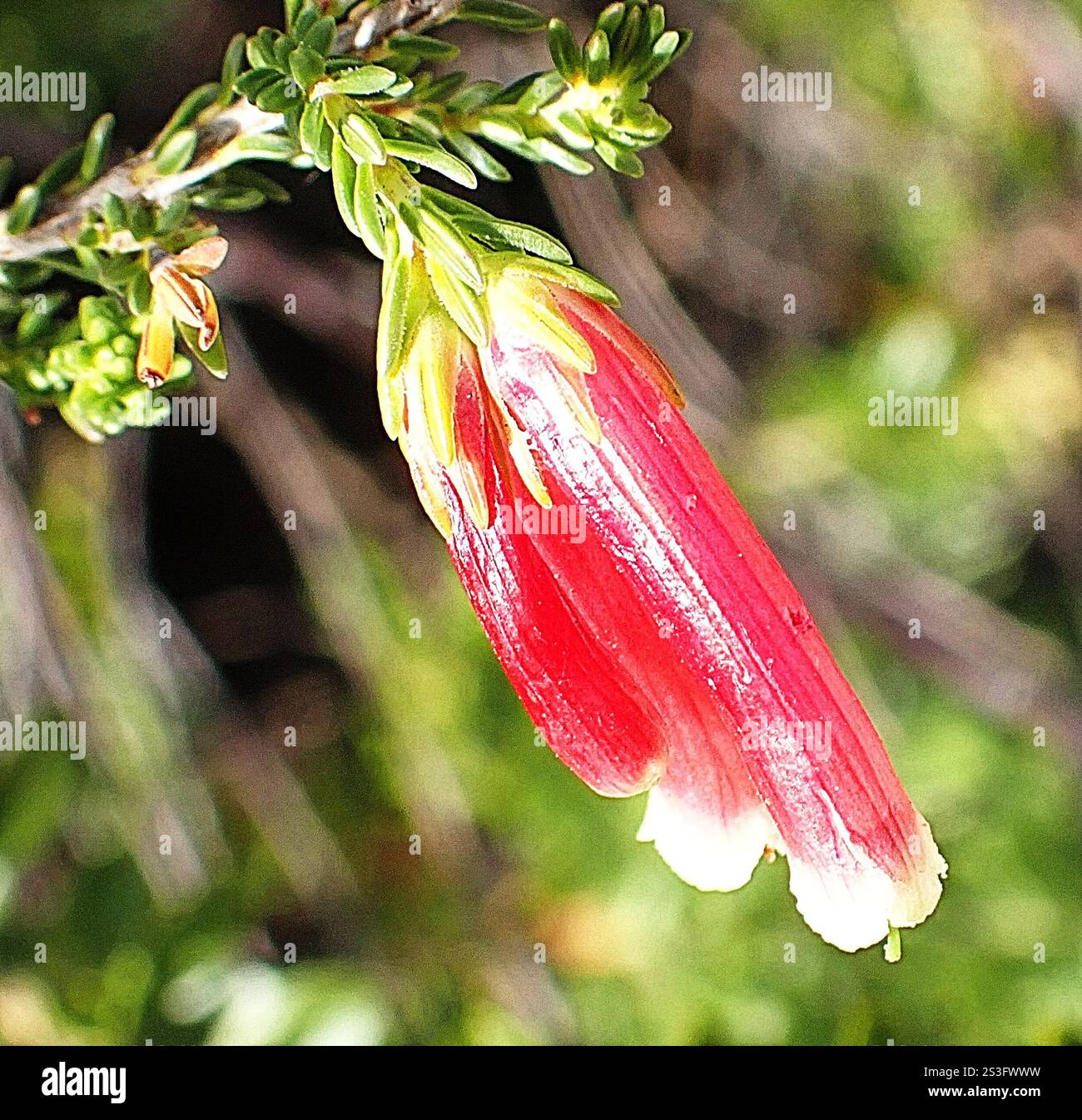 Twotone Heath (Erica versicolor Stock Photo - Alamy