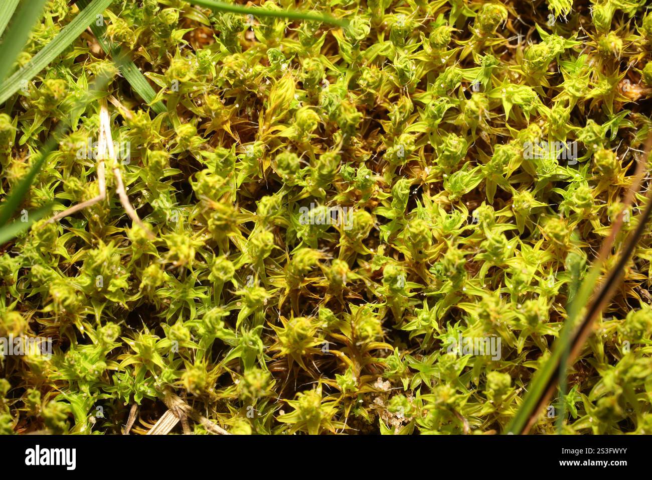 Sand-hill Screw-moss (Syntrichia ruraliformis Stock Photo - Alamy