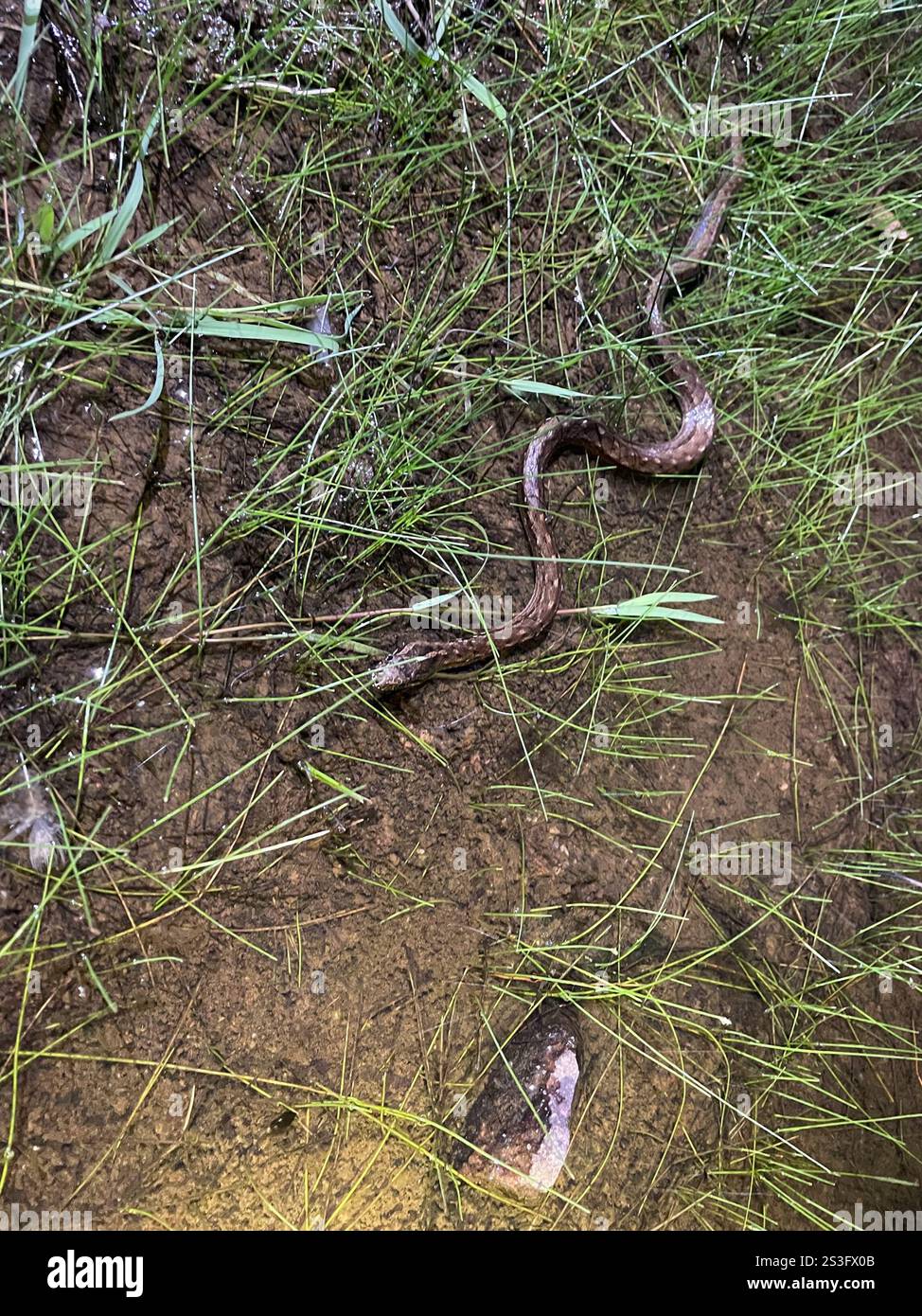 Coastal House Snake (Mesotes strigatus Stock Photo - Alamy