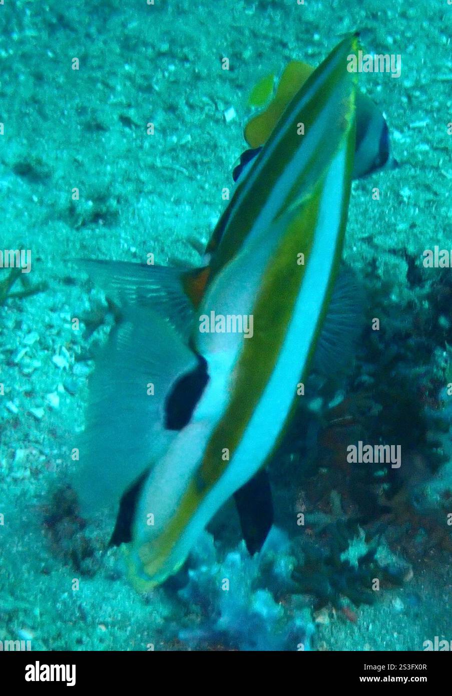 Coradion chrysozonus hi-res stock photography and images - Alamy