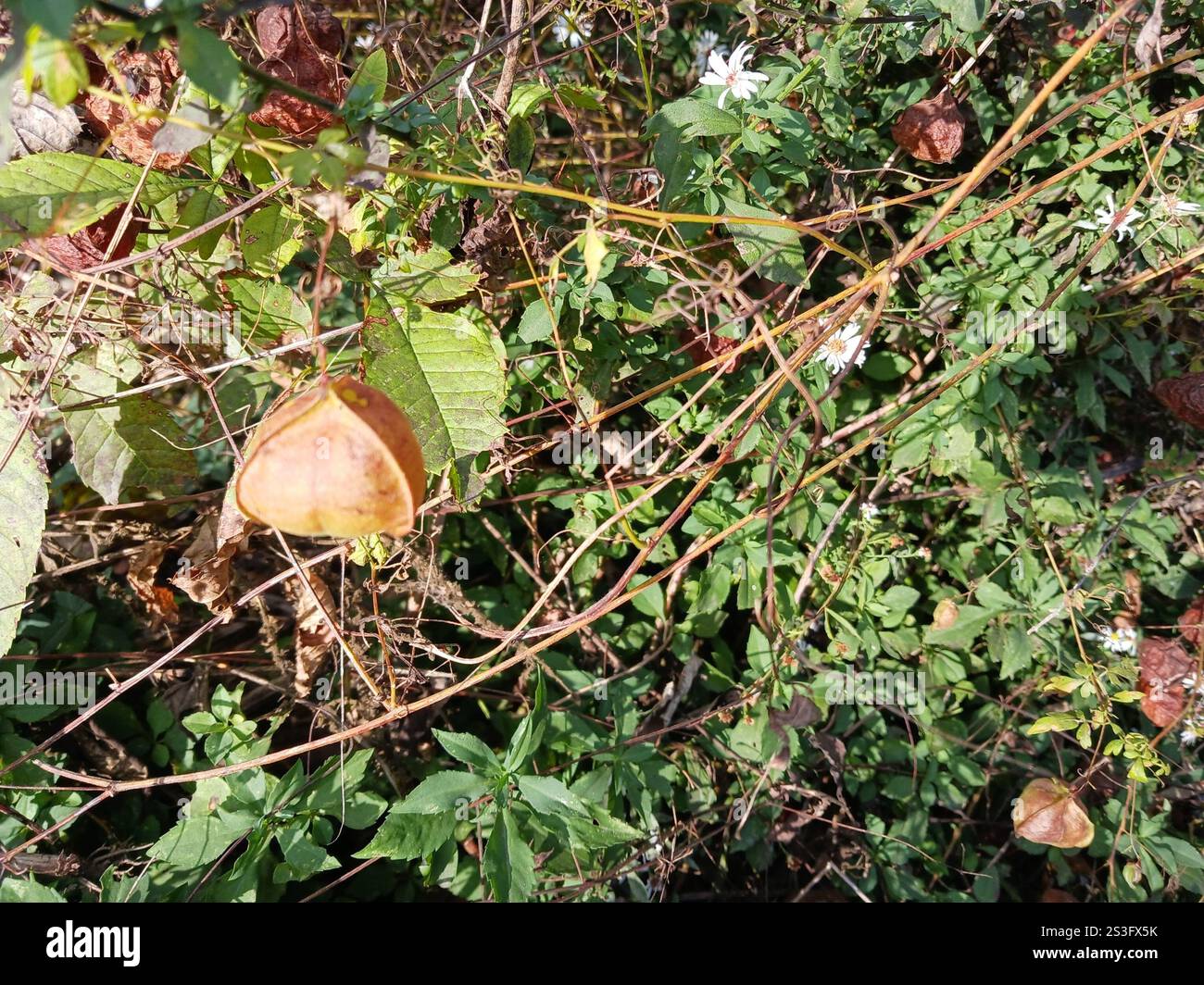 Lesser Balloon Vine (Cardiospermum halicacabum Stock Photo - Alamy