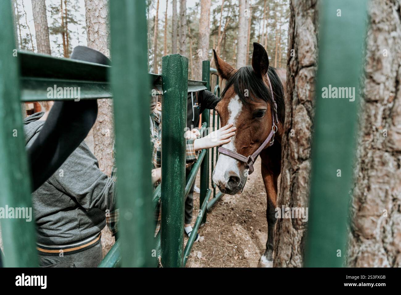 Horse standing in stall on sunny summer day, human hand stroking and ...