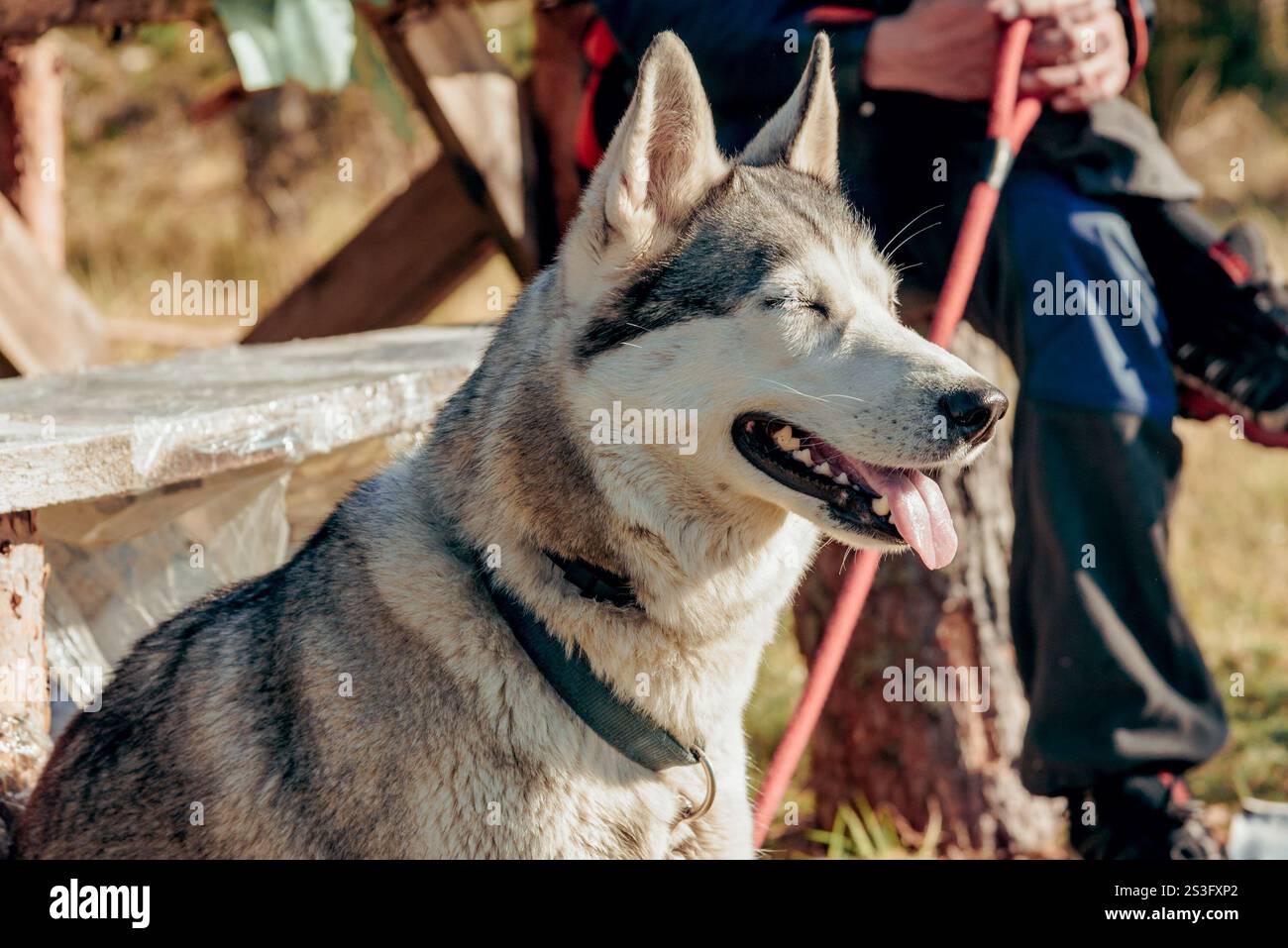 Cute fluffy husky dog walking pet looking into the distance Stock Photo ...