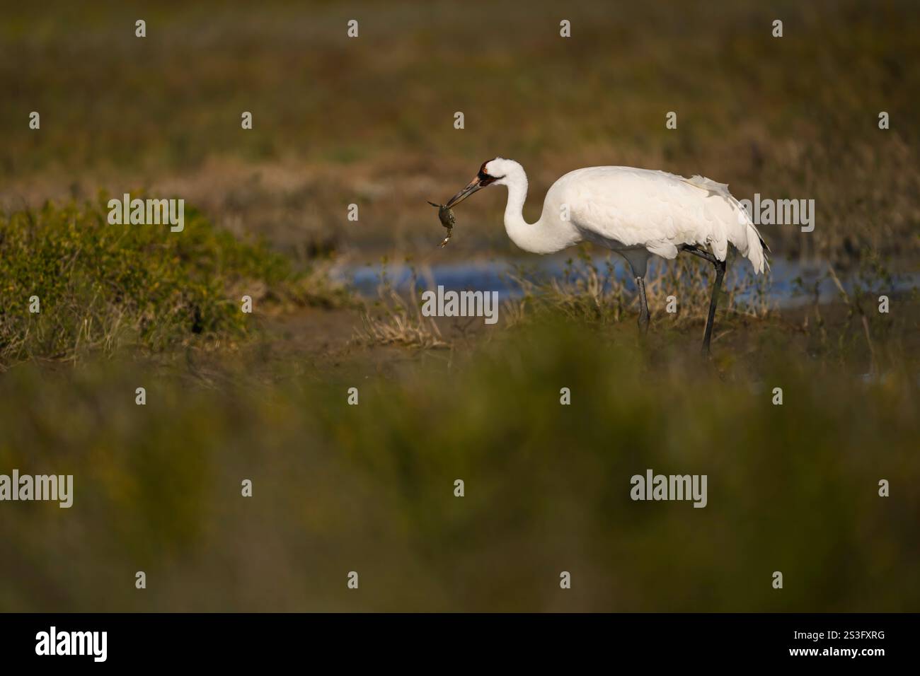 Whooping crane with a crab, Aransas National Wildlife Refuge, Texas ...