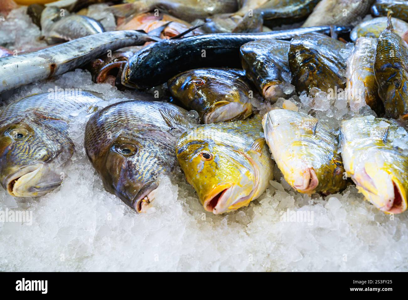 Red Sea Fish - Fish Market in Hurghada, Egypt Stock Photo - Alamy