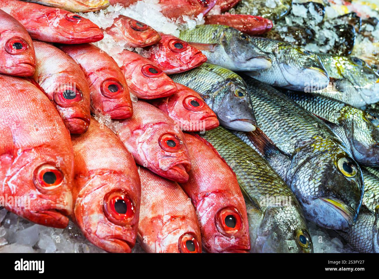 Red Sea Fish - Fish Market in Hurghada, Egypt Stock Photo - Alamy
