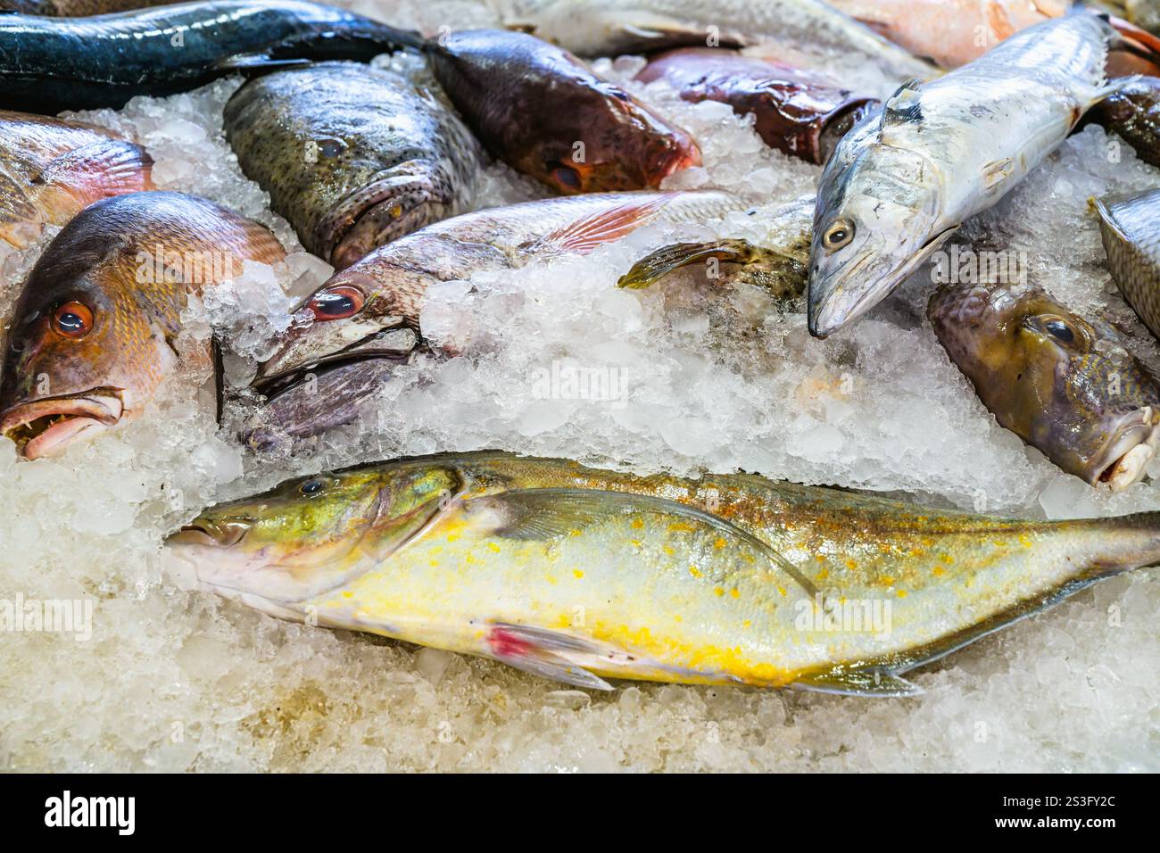 Red Sea Fish - Fish Market in Hurghada, Egypt Stock Photo - Alamy