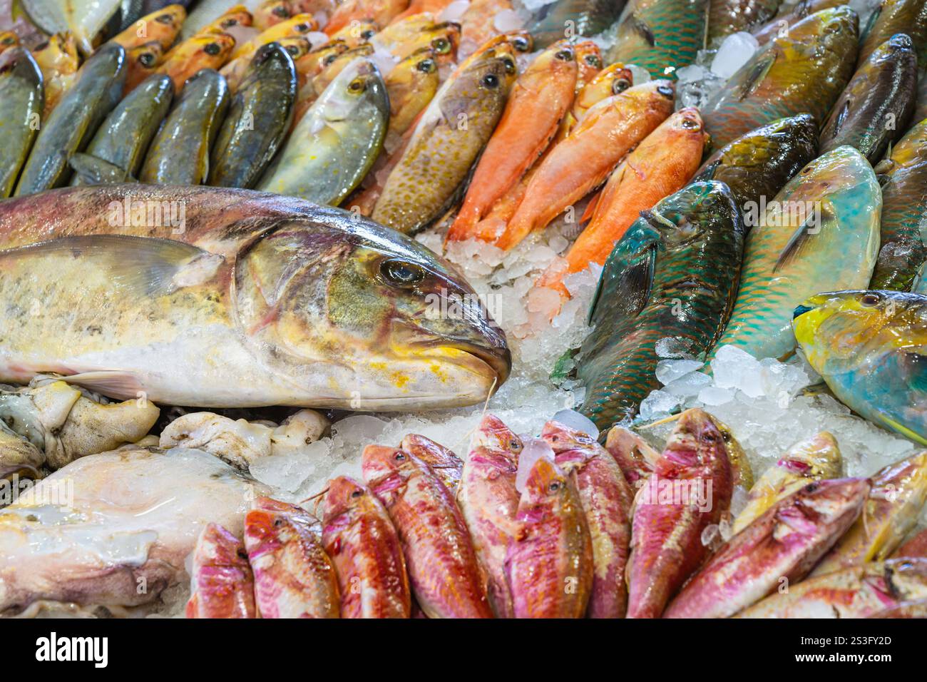 Red Sea Fish - Fish Market in Hurghada, Egypt Stock Photo - Alamy