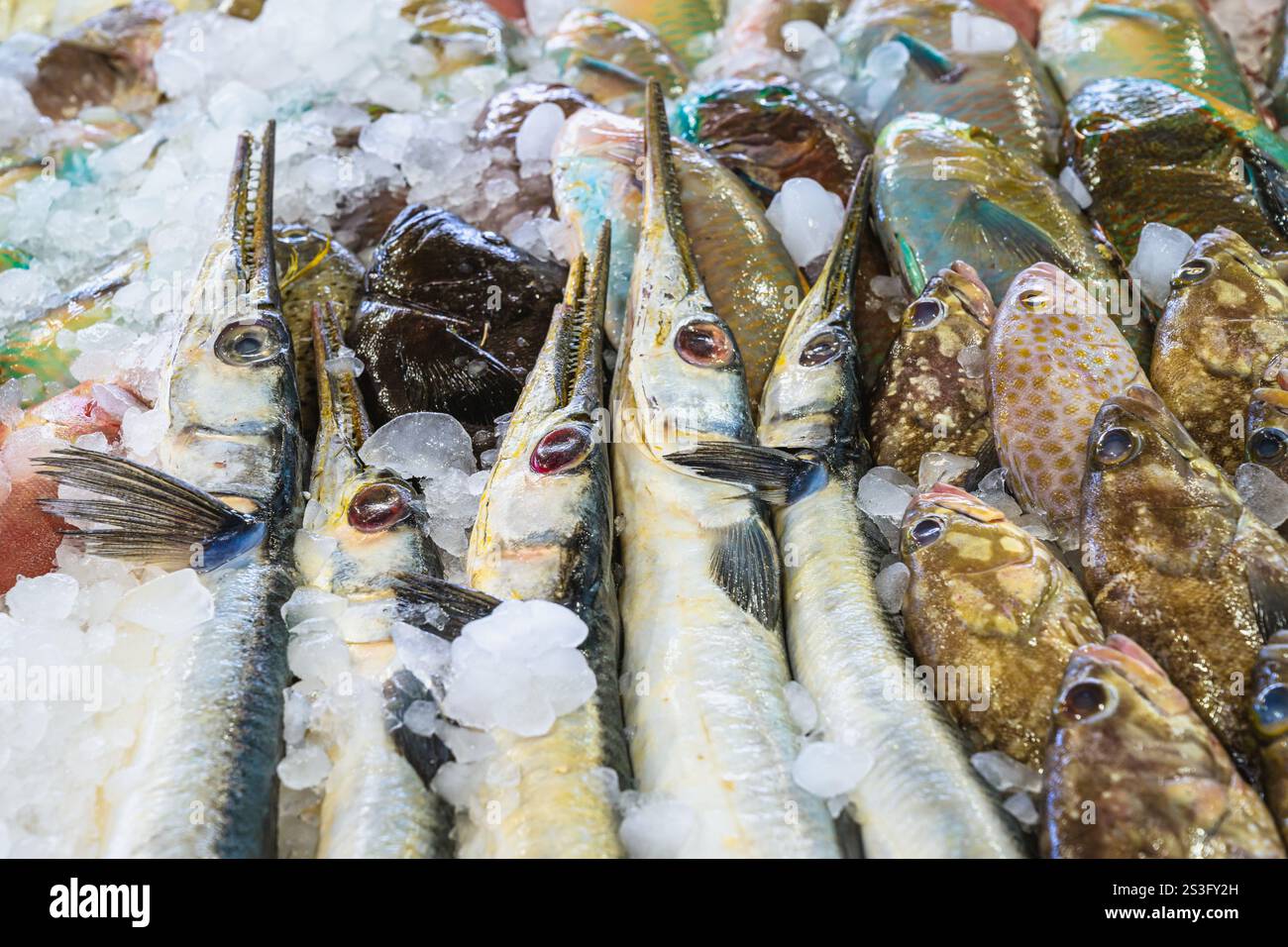 Red Sea Fish - Fish Market in Hurghada, Egypt Stock Photo - Alamy