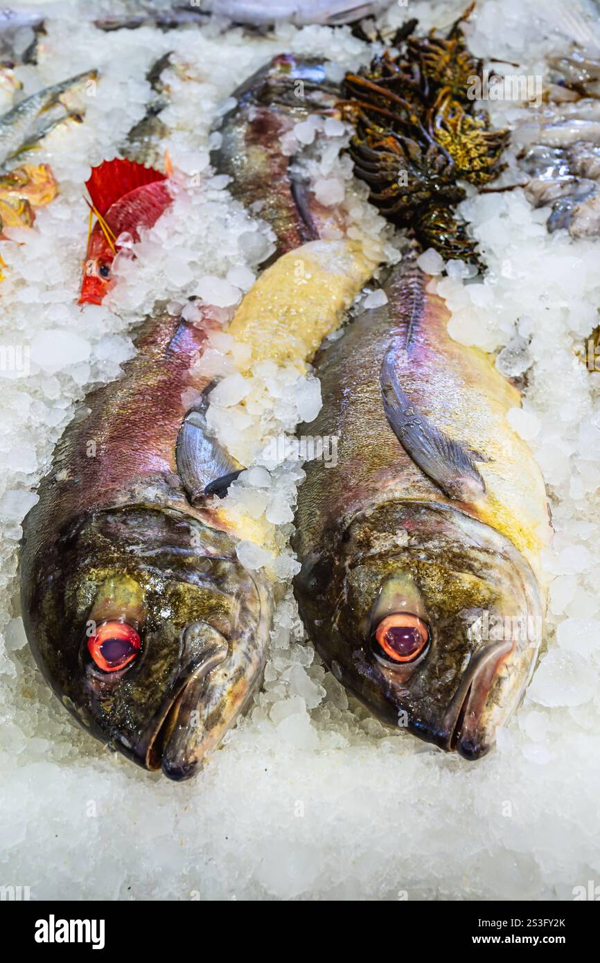 Red Sea Fish - Fish Market in Hurghada, Egypt Stock Photo - Alamy