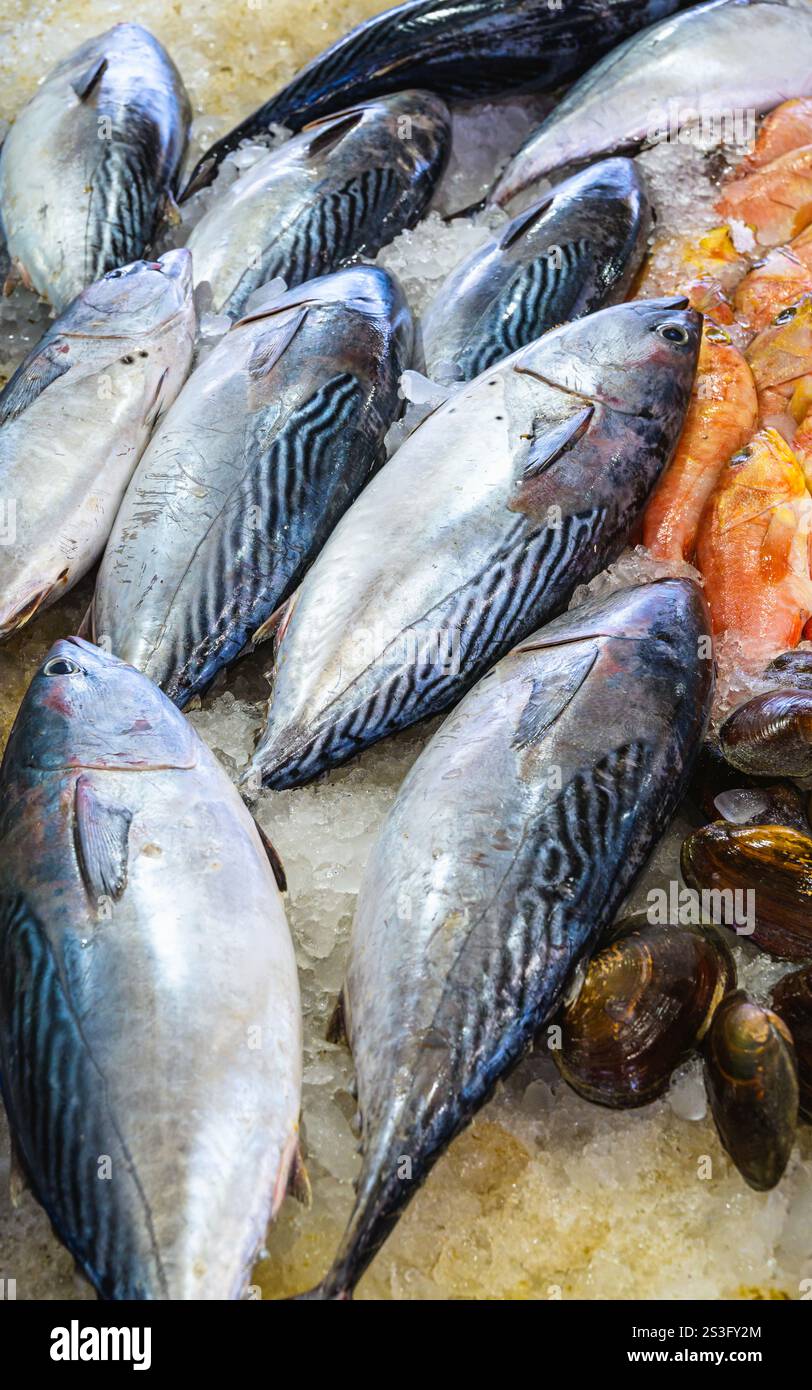Red Sea Fish - Fish Market in Hurghada, Egypt Stock Photo - Alamy
