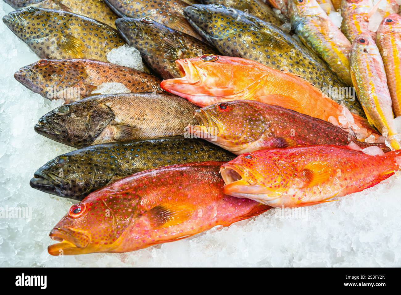 Red Sea Fish - Fish Market in Hurghada, Egypt Stock Photo - Alamy