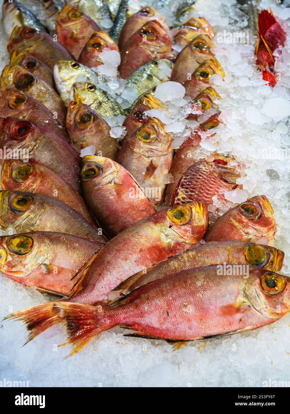 Red Sea Fish - Fish Market in Hurghada, Egypt Stock Photo - Alamy