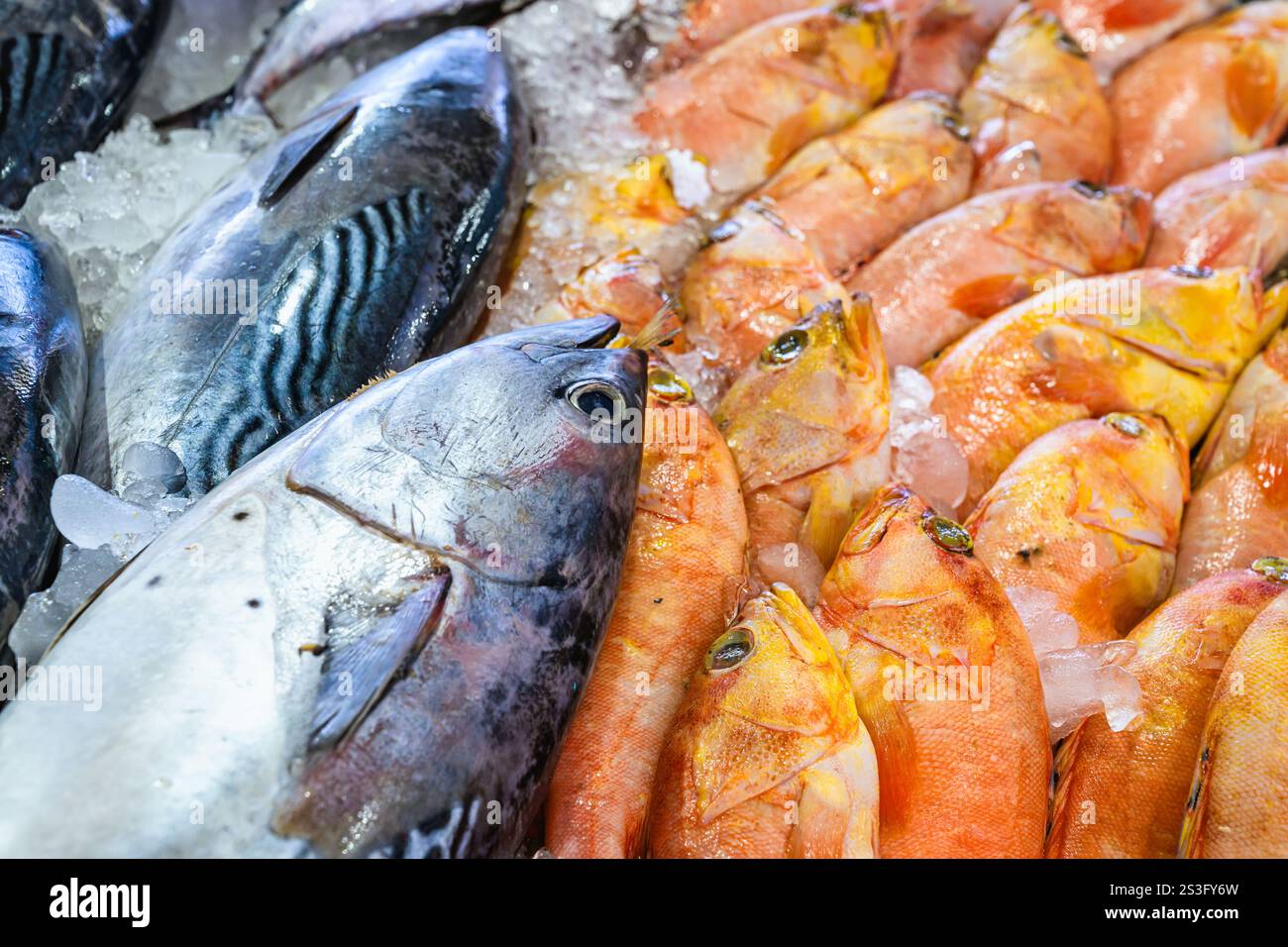Red Sea Fish - Fish Market in Hurghada, Egypt Stock Photo - Alamy