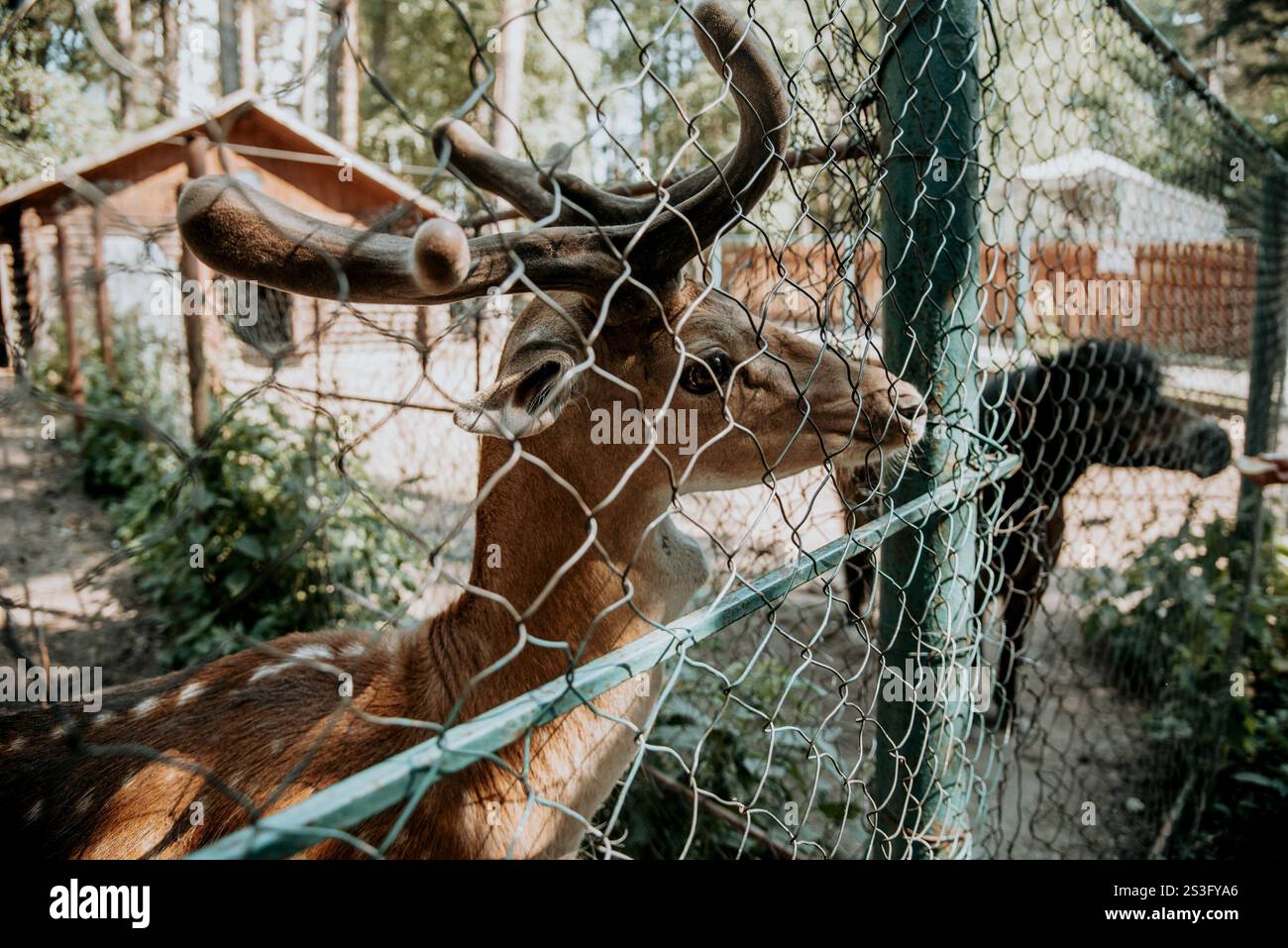 Deer stands in stall at reindeer farm, Cute fawn cub walks in zoo cage ...