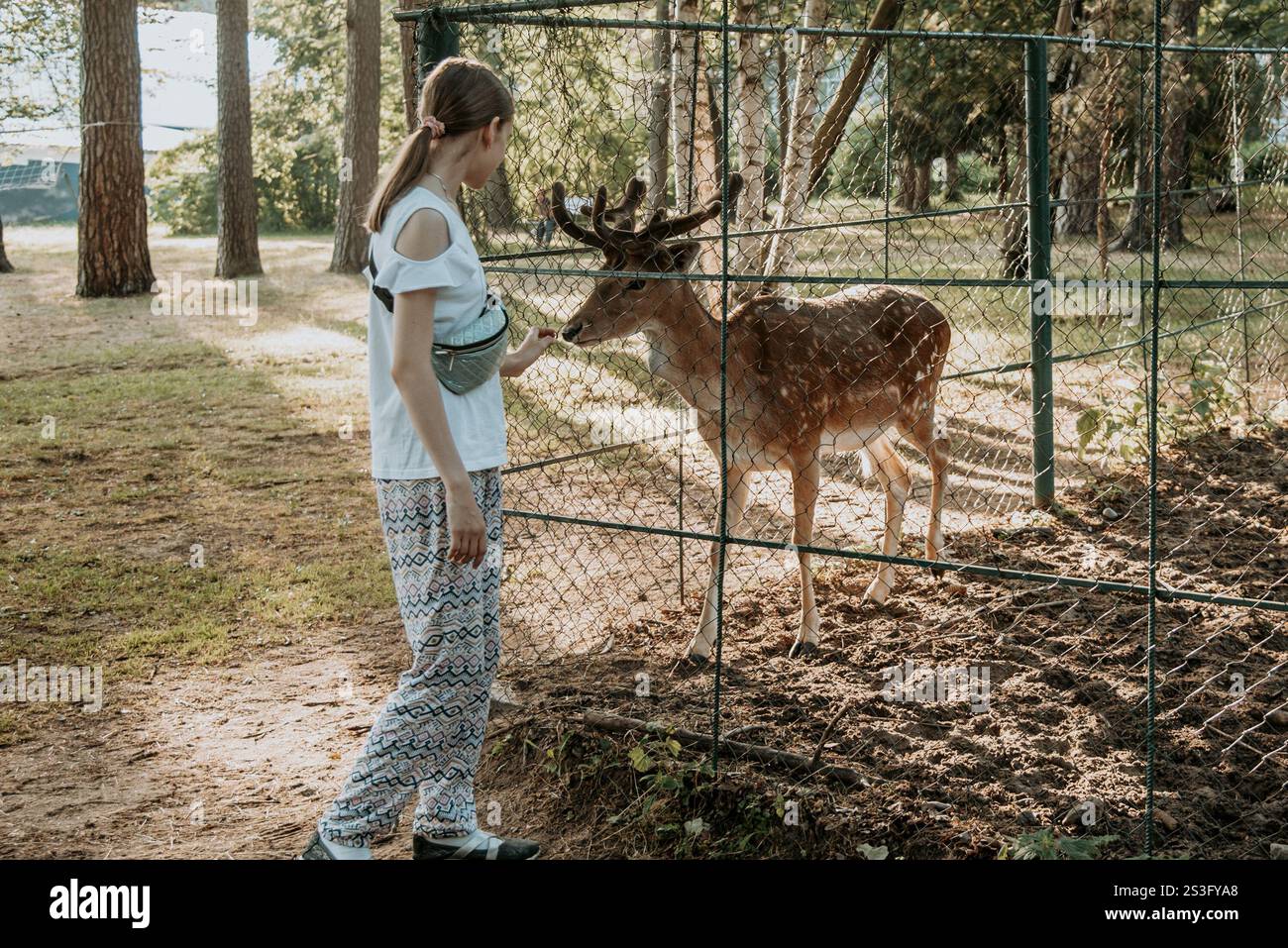 Deer stands in stall at reindeer farm, Cute fawn cub walks in zoo cage ...