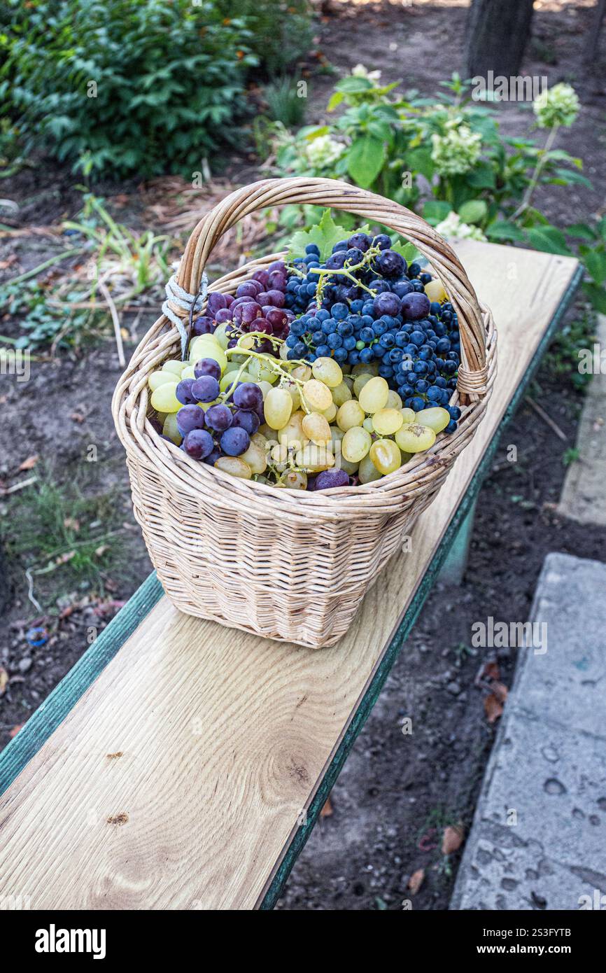 Royal choice of grapes hi-res stock photography and images - Alamy