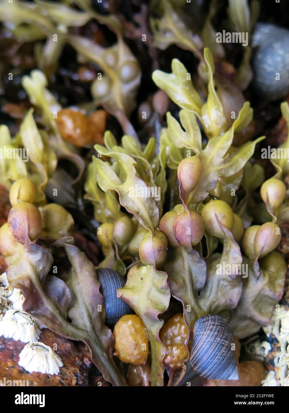 Seaweed Gas Bubble Popping Ocean Plant in Maine Stock Photo - Alamy