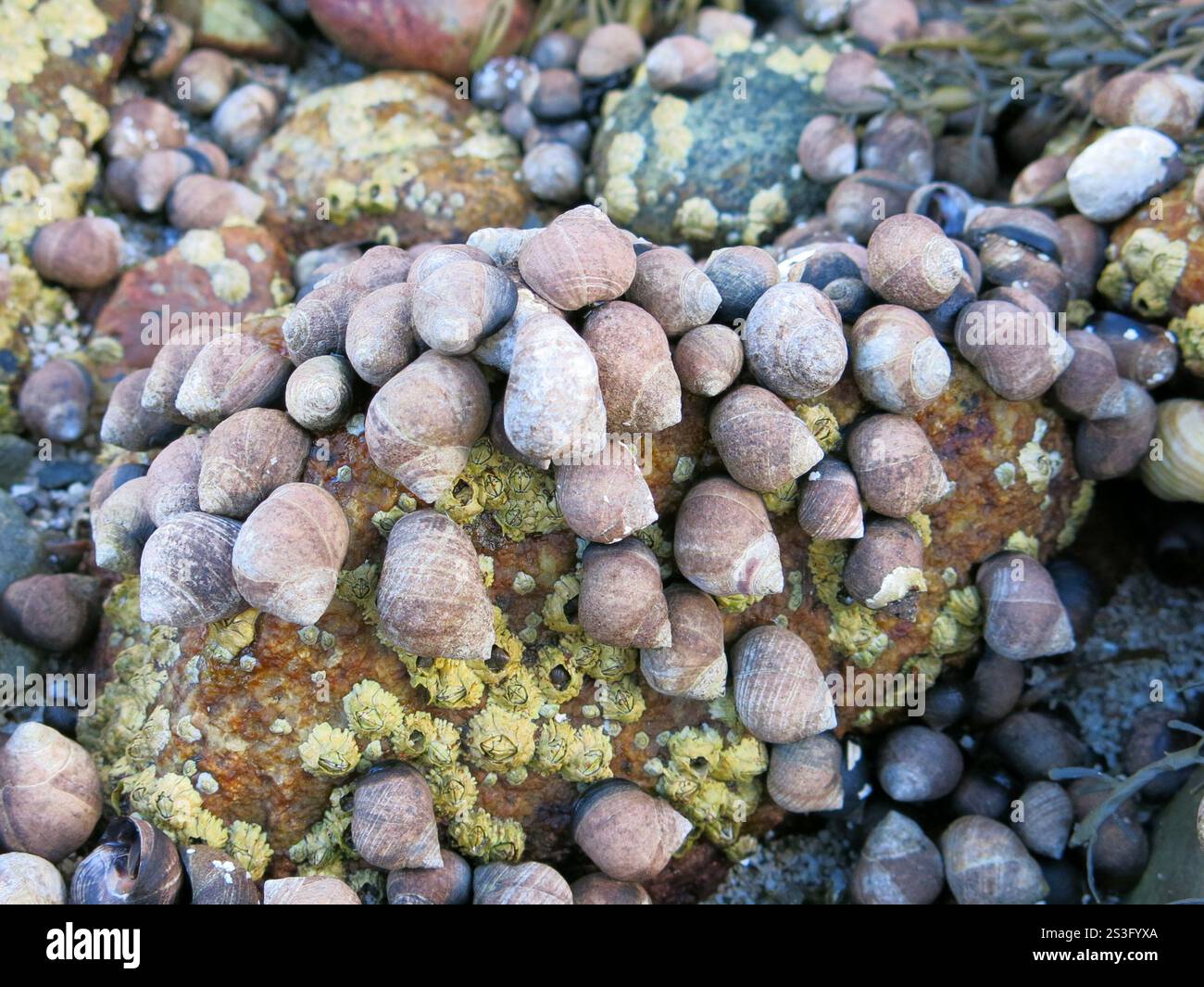 Maine Low Tide Rock Covered with Barnacles and Snail Shells Stock Photo ...