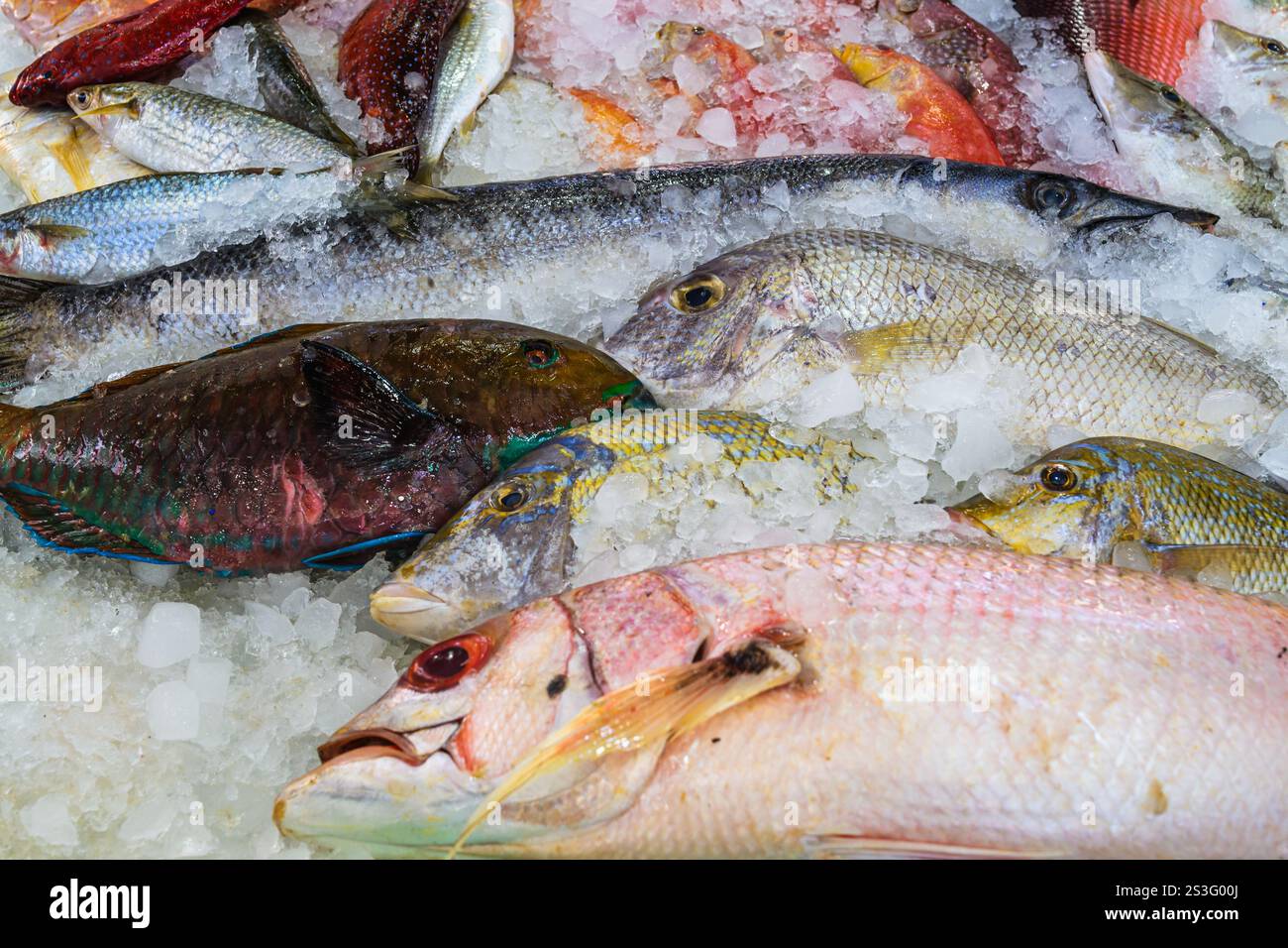 Red Sea Fish - Fish Market in Hurghada, Egypt Stock Photo - Alamy