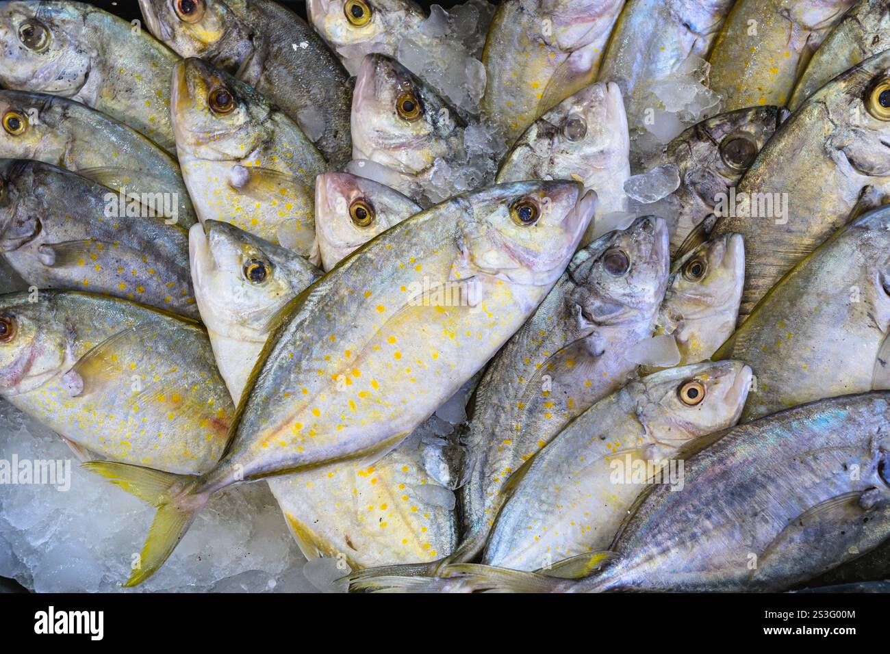 Red Sea Fish - Fish Market in Hurghada, Egypt Stock Photo - Alamy