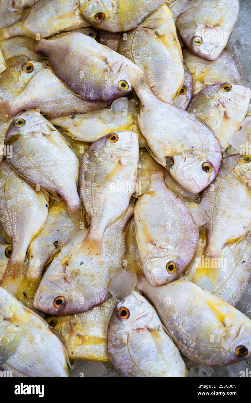 Red Sea Fish - Fish Market in Hurghada, Egypt Stock Photo - Alamy