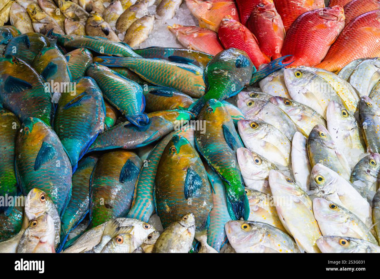Red Sea Fish - Fish Market in Hurghada, Egypt Stock Photo - Alamy