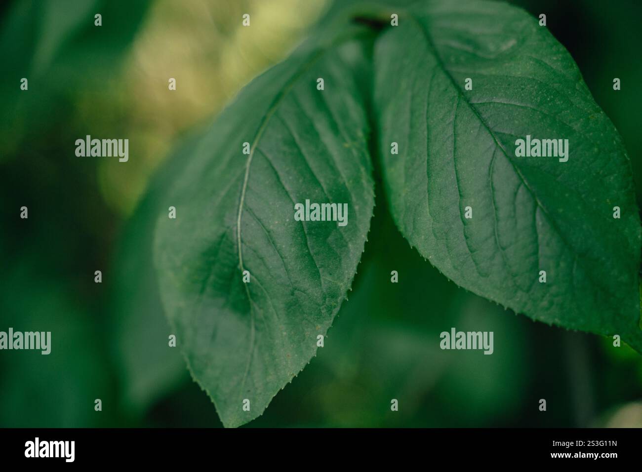 A close up photograph of green leaves - cinematic feeling Stock Photo ...