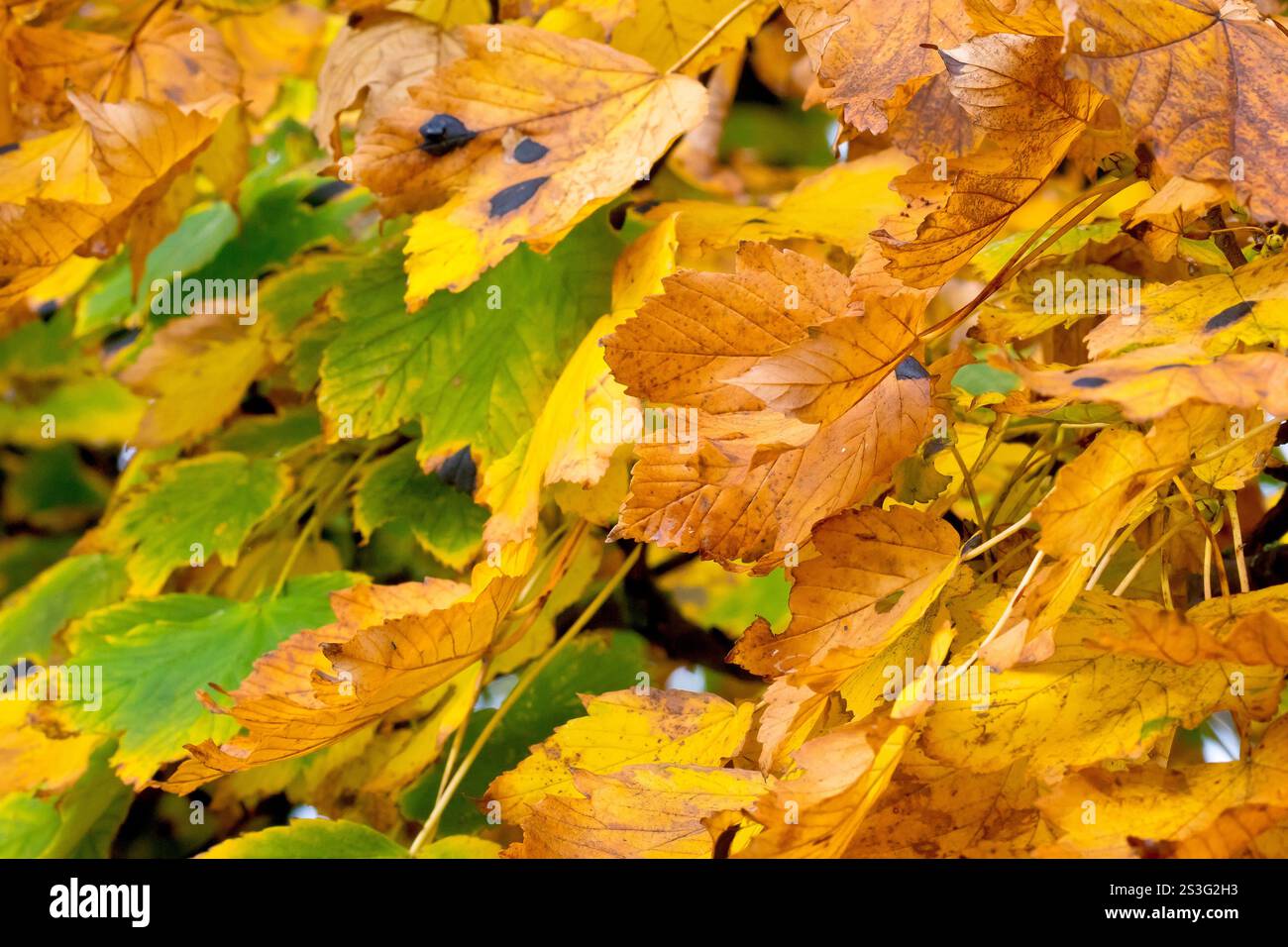 Sycamore (acer pseudoplatanus), close up of the leaves of the common ...