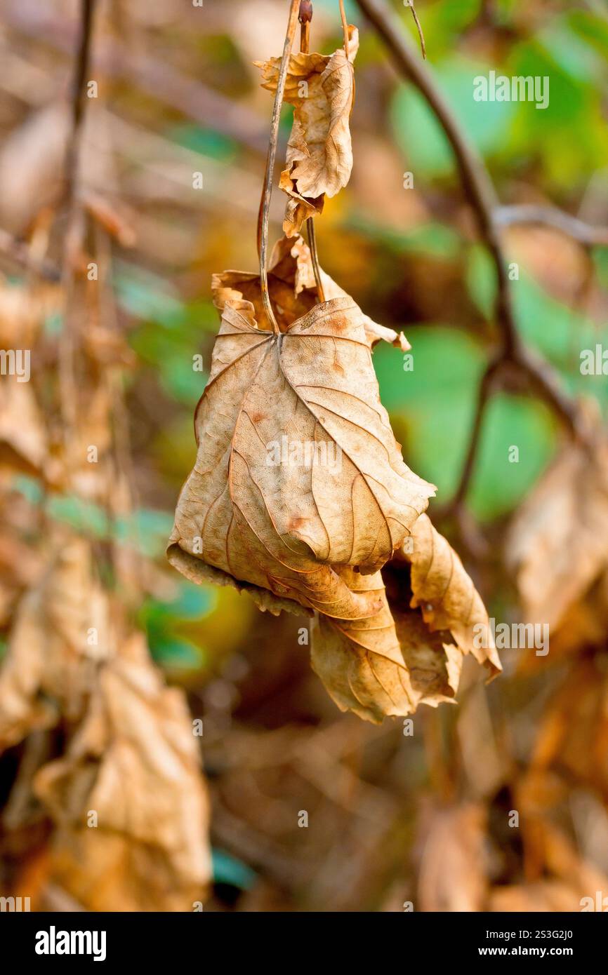 Dead acer pseudoplatanus hi-res stock photography and images - Alamy