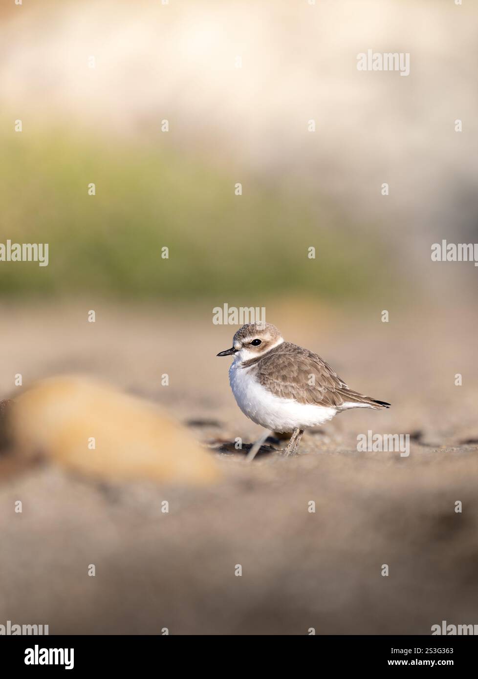 Snowy Plover Enjoying a Sunny Afternoon at the Beach Stock Photo - Alamy
